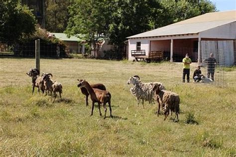 Trasladan A Un Santuario De Entre Ríos A 300 Animales Cautivos Hallados