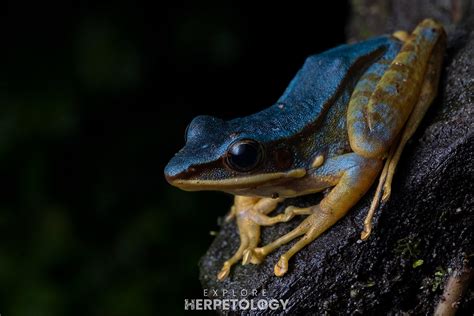 Explore Herpetology Herping Tours Expedition North Sumatra 2025