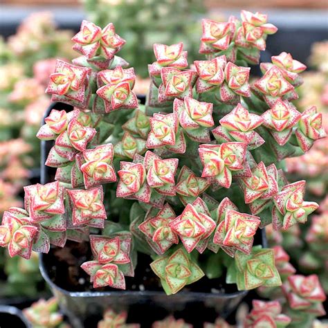 Crassula Jade Succulents Crassula Succulents