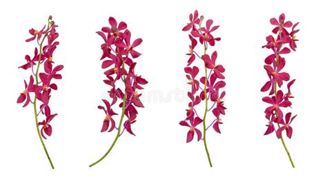 Red Mokara Stock Illustrations 2 Red Mokara Stock Illustrations