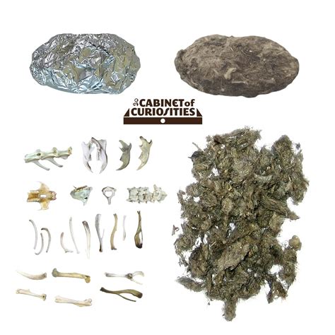 Owl Pellets Dissection Kit