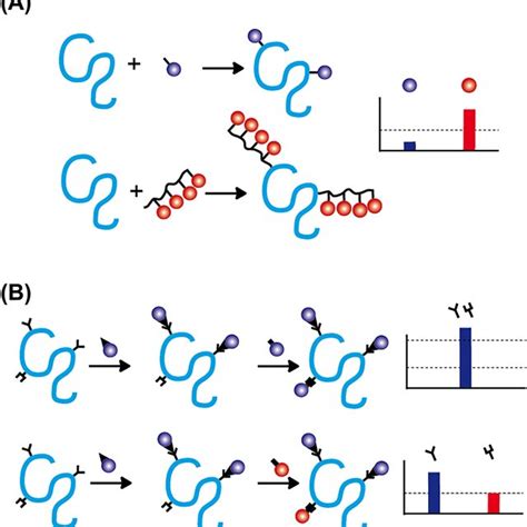 Scheme Of Selected Bi‐functional Ligands Used As Labeling Reagents And
