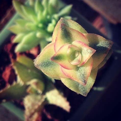 Cactus Jungle San Francisco Bay Area Variegated String Of Buttons
