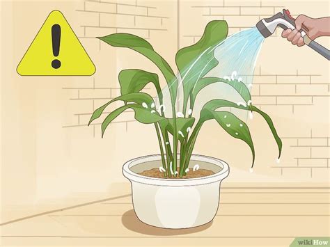 3 Ways To Save An Overwatered Plant WikiHow