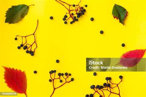 노란 배경에 야생 포도와 빨간색과 녹색의 잎의 푸른 열매와 가을 엽서 0명에 대한 스톡 사진 및 기타 이미지 0명 가을 가을 단풍 Istock
