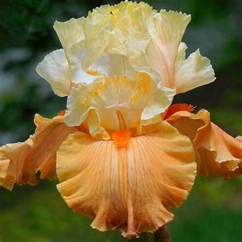 Rare Iris Flower Seeds 100pcspack Greenseedgarden