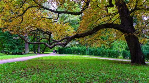 Large Tree With Horizontal Branches That Extend Towards The Park Path Stock Image Image Of