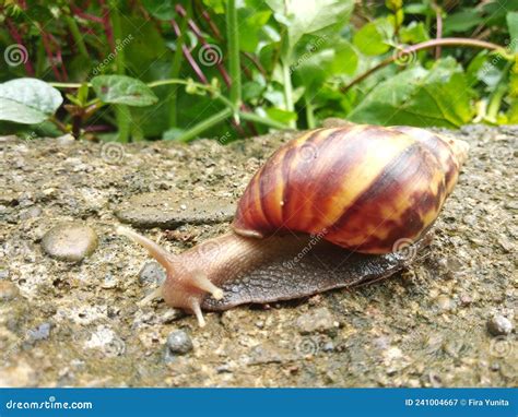 Un Caracol Caminando Sobre Una Roca áspera Imagen de archivo Imagen de fauna reptil
