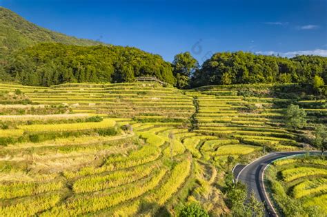 江西婺源江岭秋季梯田风光图片 包图网企业站