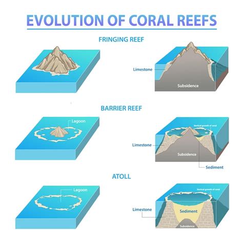 Premium Vector Coral Reef Types And Development Sequence Of Coral Reefs
