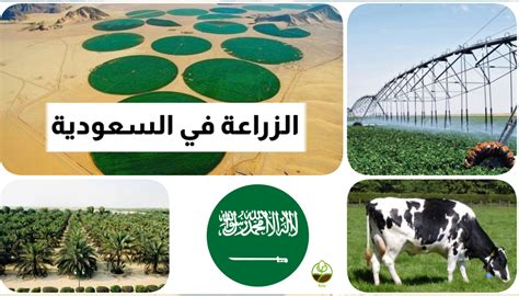 الزراعه في المملكه العربيه السعوديه