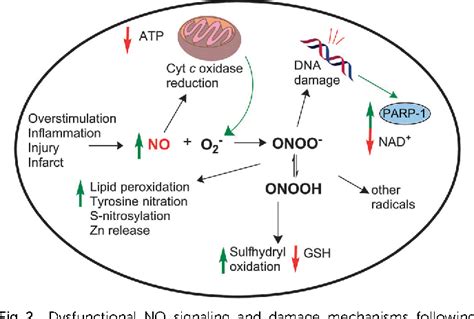 Figure 2 From Development Of Nitric Oxide Synthase Inhibitors For