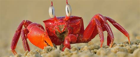 Crabs Arent The Only Things Evolution Keeps Making An Expert Explains