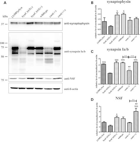 Overexpression Of The Calpain Specific Inhibitor Calpastatin Reduces