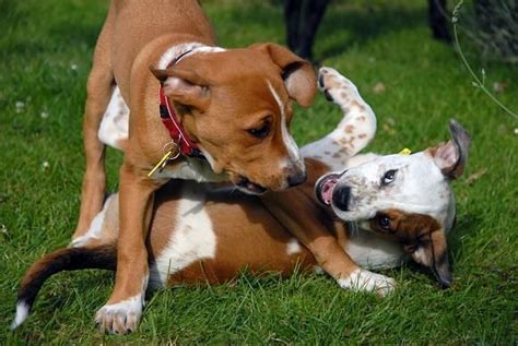 Cómo Actuar En Una Pelea De Perros