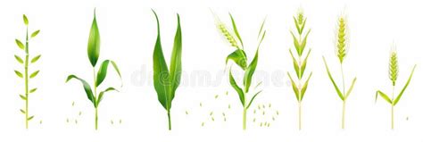 Barley Plant Icon Wheat Symbol Rice Pictogram Rye Green Stalk Oat