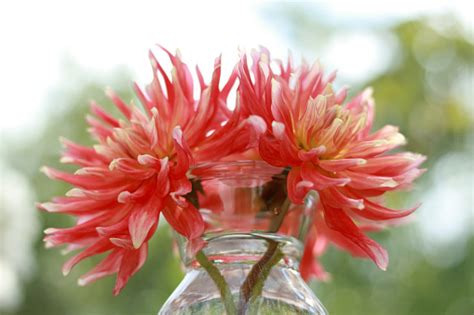 집중 파스텔 복숭아 산호 Dahlia 꽃잎 매크로 꽃 추상적 인 배경 배경에 대한 꽃 달리아의 클로즈업 아름다운 산호 핑크