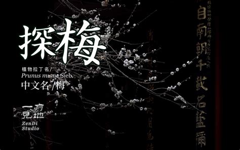 Bilibili