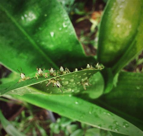 Premium Photo Grasshoppers On Plant