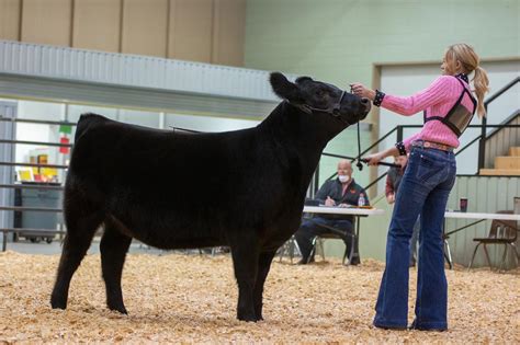 A Big Congrats To Jentry Chisum And Lastovica Angus Farm