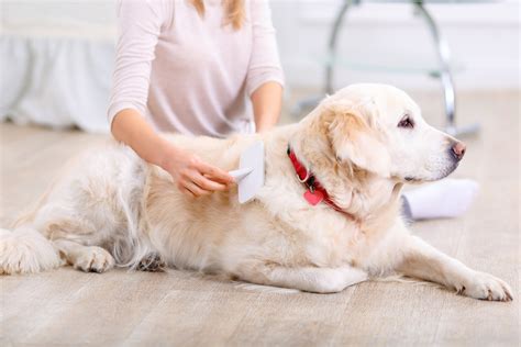 Mobile Dog Grooming And Mobile Pet Grooming In Orlando Florida