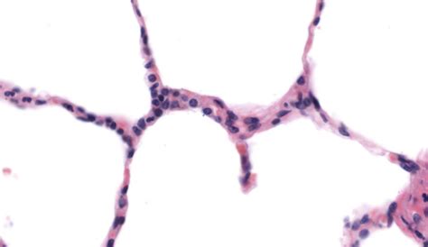 Histology Identification Flashcards Quizlet