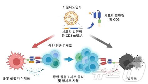 Kaist 항암 면역세포 체내서 직접 만드는 Mrna 치료제 개발