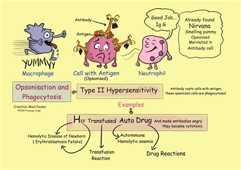 Type Ii Hypersensitivity Antibody Mediated Creative Med Doses
