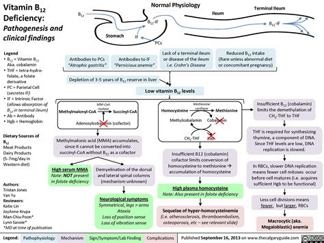 Pernicious Anemia Causes Signs Symptoms Treatment