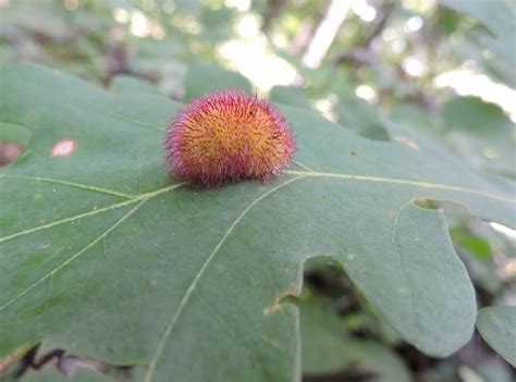 Springfield Plateau Fuzzy Orange Galls