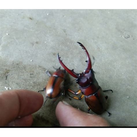 Jual Sepasang Kumbang Capit Cyclommatus Astacoides Hidup Shopee Indonesia