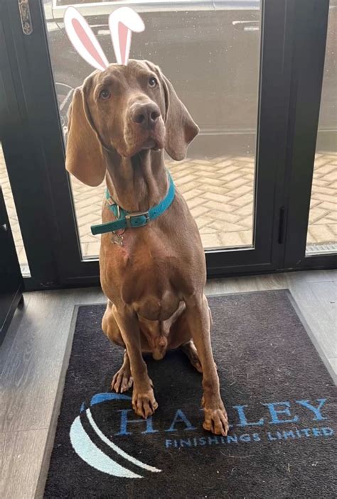 Harley Finishings Ltd On Linkedin Happy Easter From Harley Finishings 🐣 Featuring Hugo Our