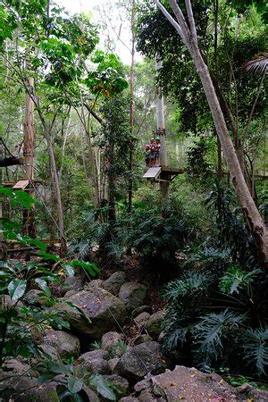 TreeTop Challenge Gold Coast All You Need To Know Before You Go