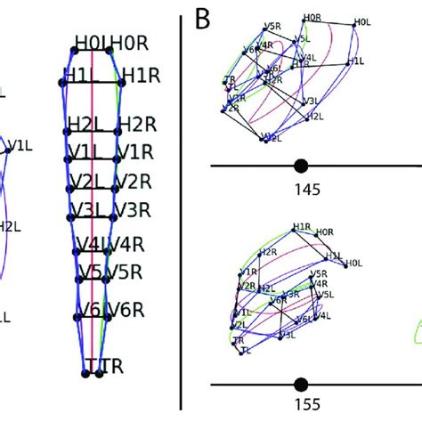 Seam Cells Are Used To Recover C Elegans Posture In High Spatial Download Scientific Diagram