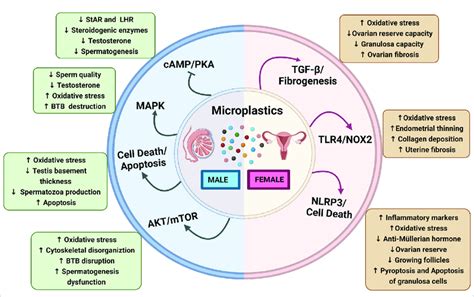 Schematic Diagram Showing Microplastics Affecting Male And Female