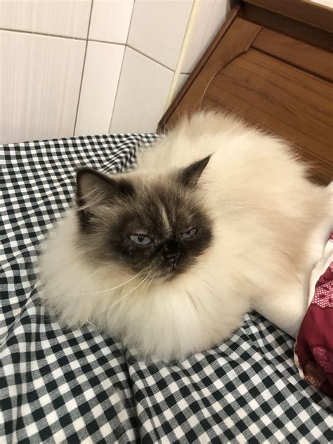 No Daddy Its My Spot Rangrycatpics