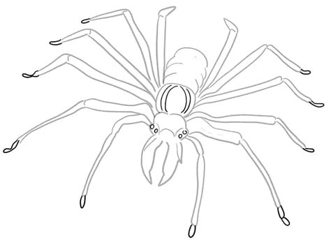 Agregar 78 Araña Dibujo Realista Muy Caliente Billwildforcongress