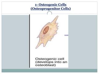 Bone Pic Pptx