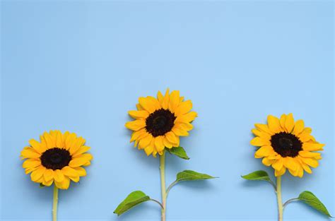 푸른 배경에 잎과 아름다운 신선한 해바라기 플랫 레이 상단 보기 공간을 복사합니다 여름 개념 수확 시간 농업 해바라기 배경 0