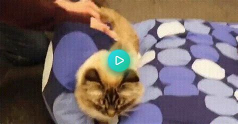 This Is Fine  On Imgur
