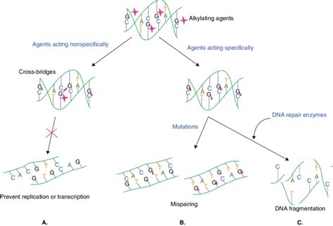 Which Chemotherapy Drug Is An Alkylating Agent Quizlet At Doris Bourquin Blog