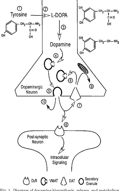 Prolactin Dopamine Pathway