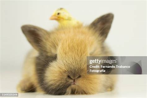 Hairy Chicks Photos And Premium High Res Pictures Getty Images