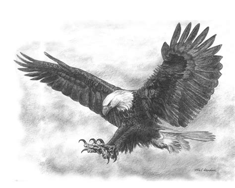 Eagle Art Pencil At Helen Mckenzie Blog