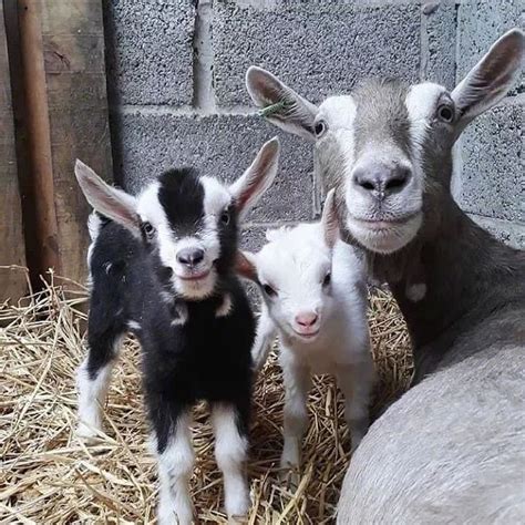 The Role Of Ultrasonography In Enhancing Estrus Synchronization In Sheep