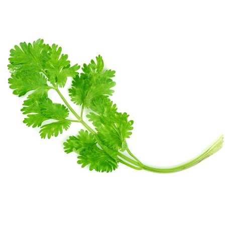 Coriander Cultivation Coriander Crop Management Agrownet