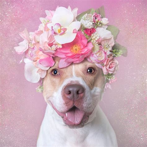 Its Time To Stop Demonizing Pit Bulls The Washington Post