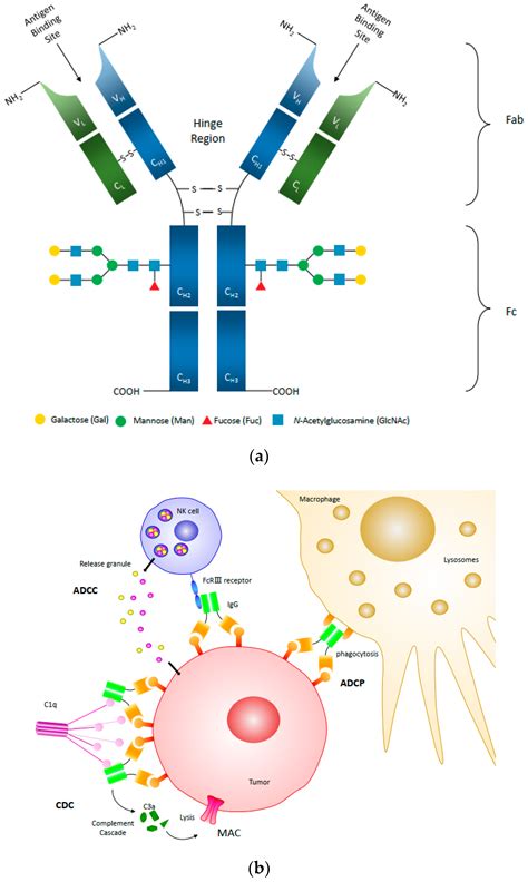 Antigen Antibody Diagram