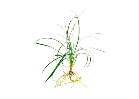 Mondo Grass Ophiopogon Japonicus Live Pips Bare Root Plants Etsy Mondo Grass Plants