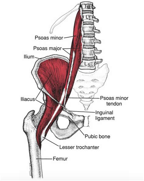 Iliopsoas The Trigger Point Referred Pain Guide